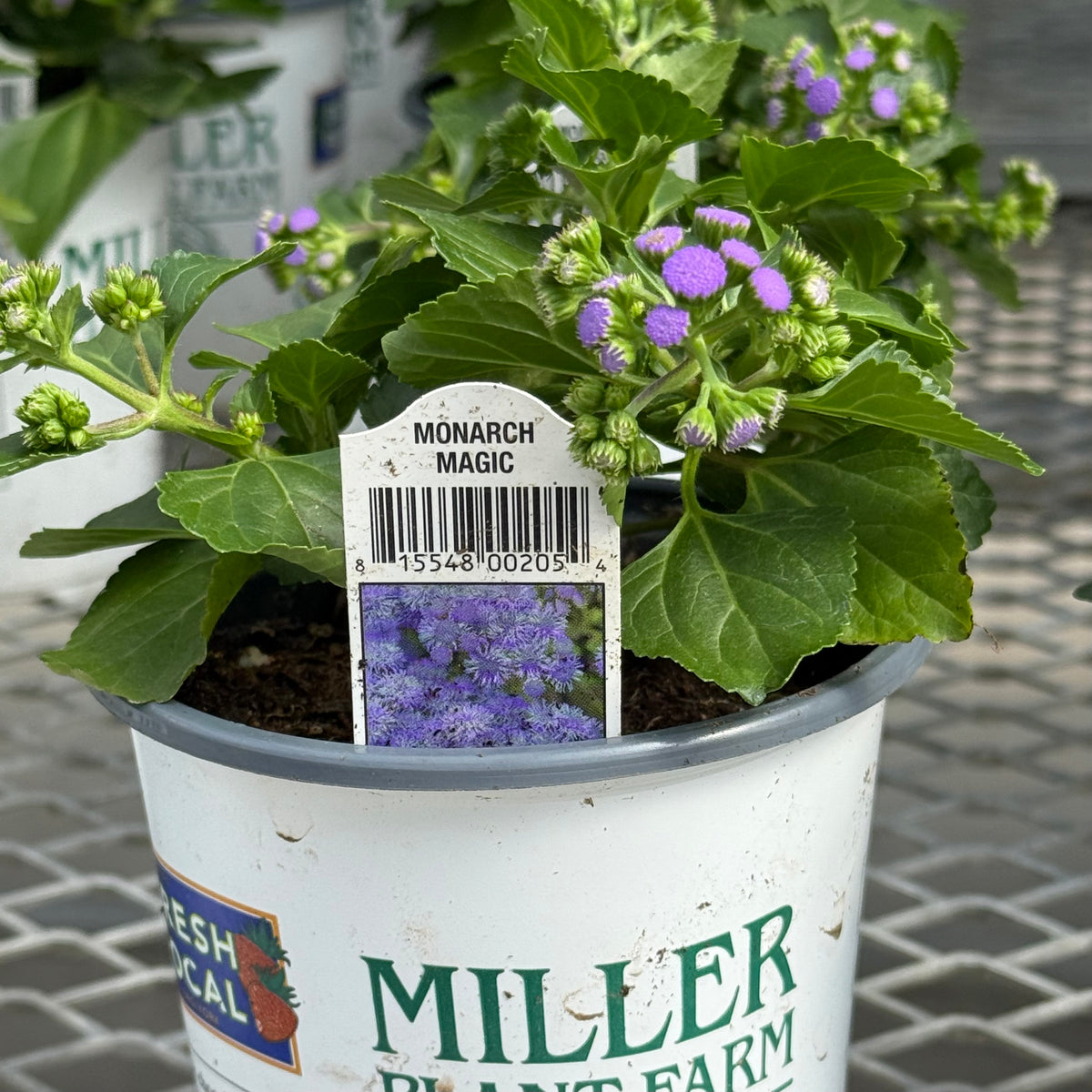 Ageratum 'Monarch Magic' – Miller Plant Farm