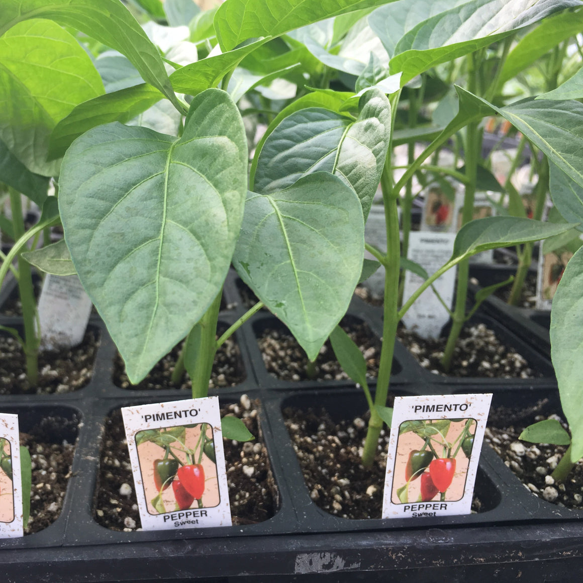 Veggie + Fruit Plants – Page 2 – Miller Plant Farm