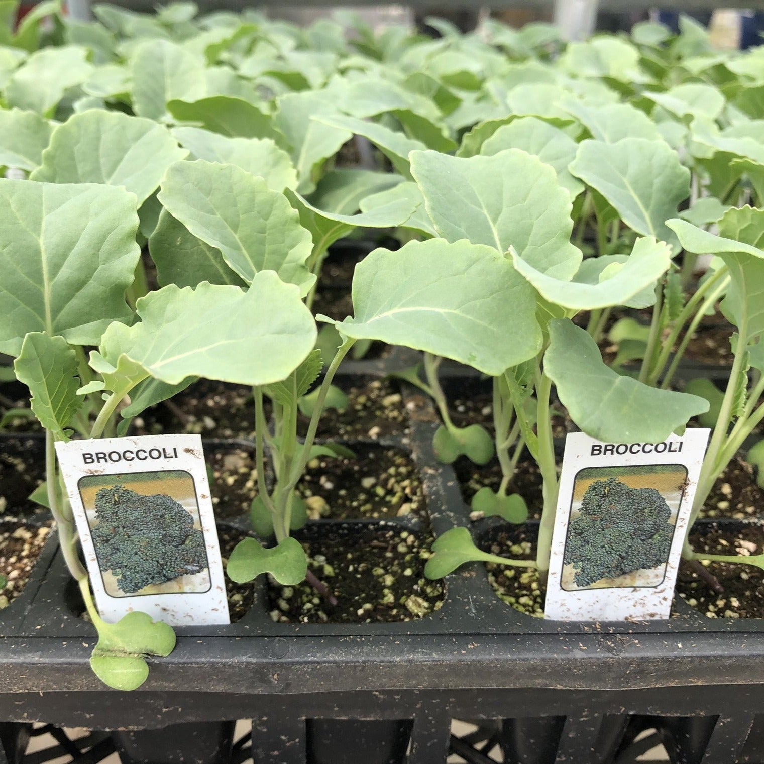 Broccoli Seedlings Purple Sprouting Broccoli – Nichols Garden